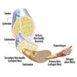 What are the differences between collagen Types