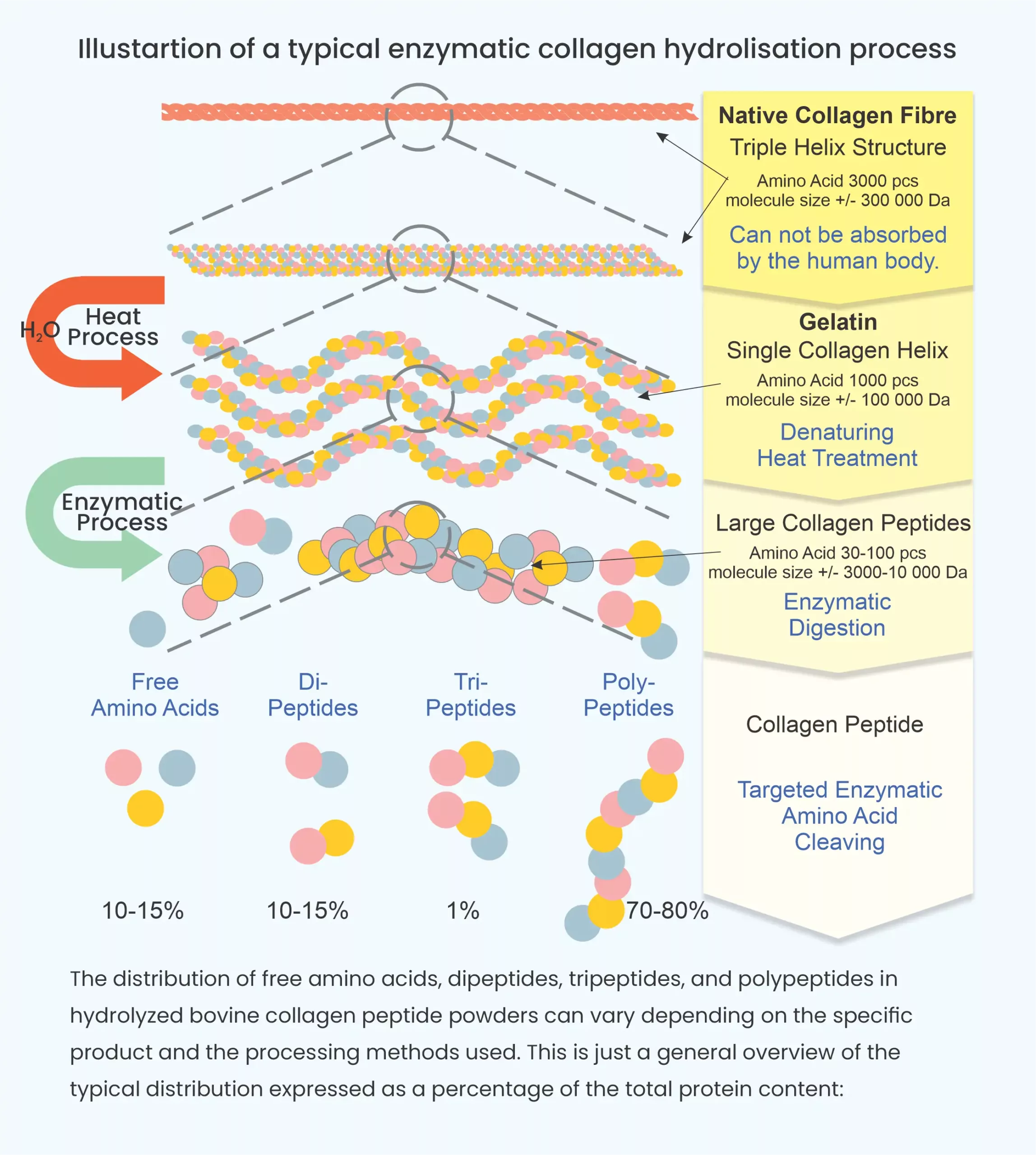 Do collagen peptides work 